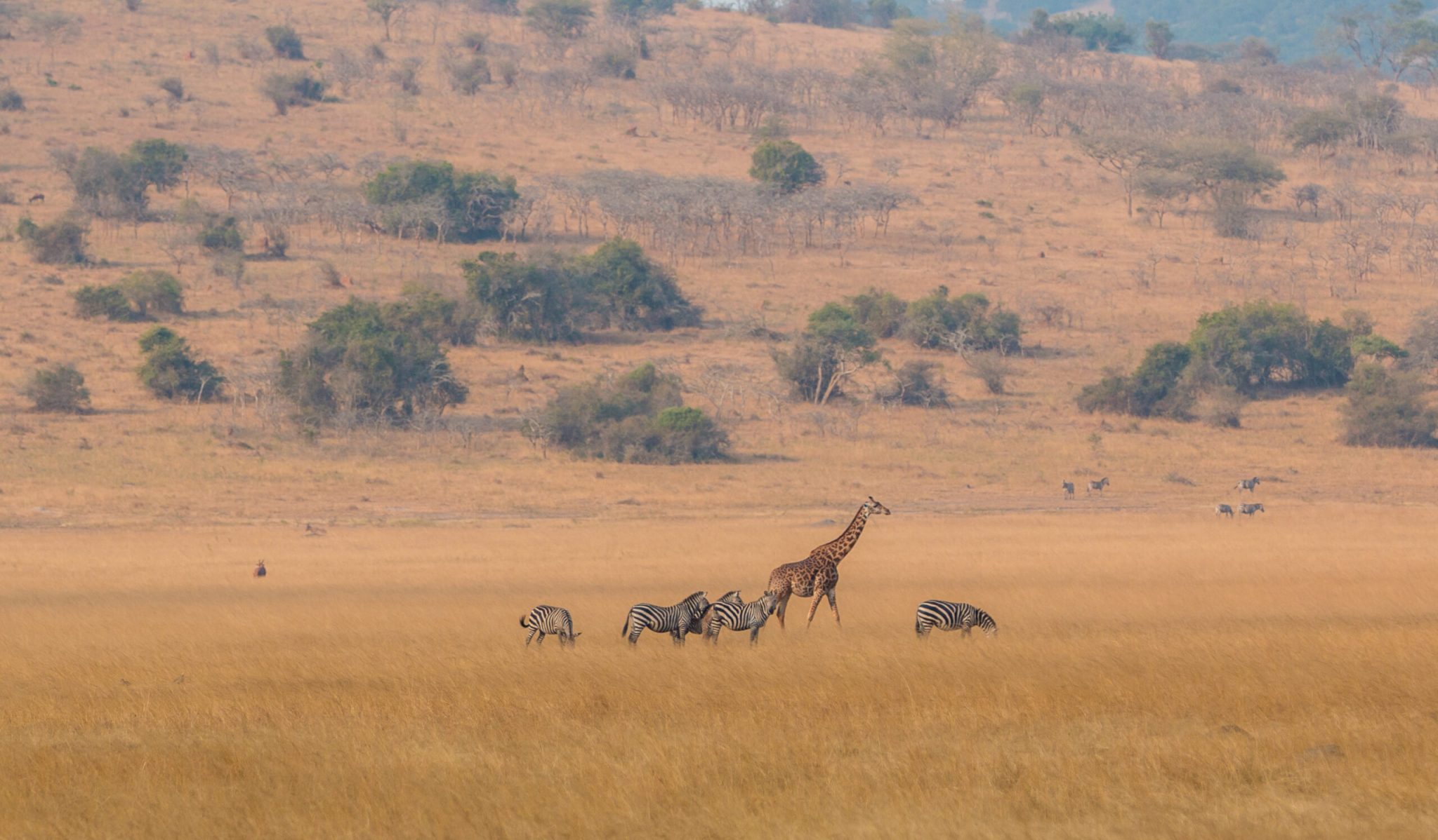 Ruanda Rundreisen 🦍 Safari Reisen ⋆ Ruanda Experten
